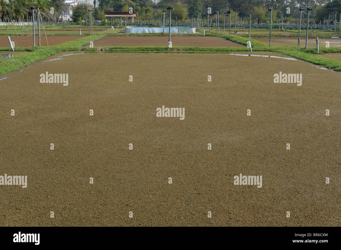 red duckweed coating in rice paddy field Stock Photo - Alamy