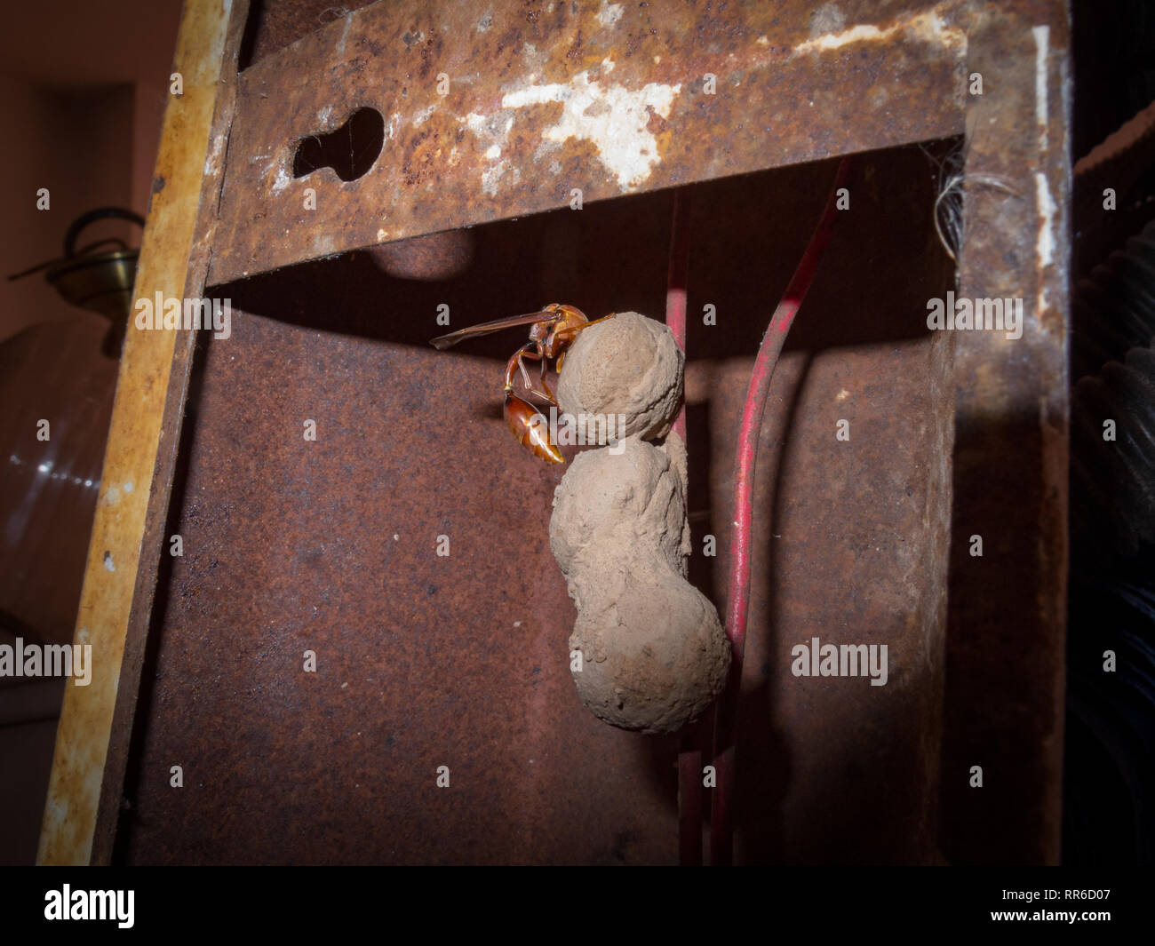 Avispas hi-res stock photography and images - Alamy