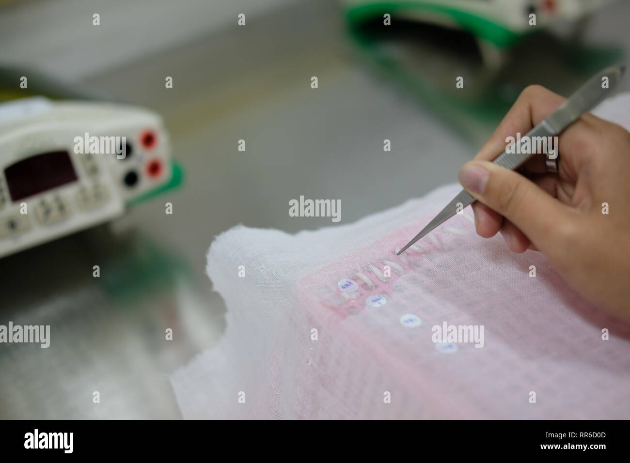 measuring rice grain seed length in laboratory Stock Photo - Alamy