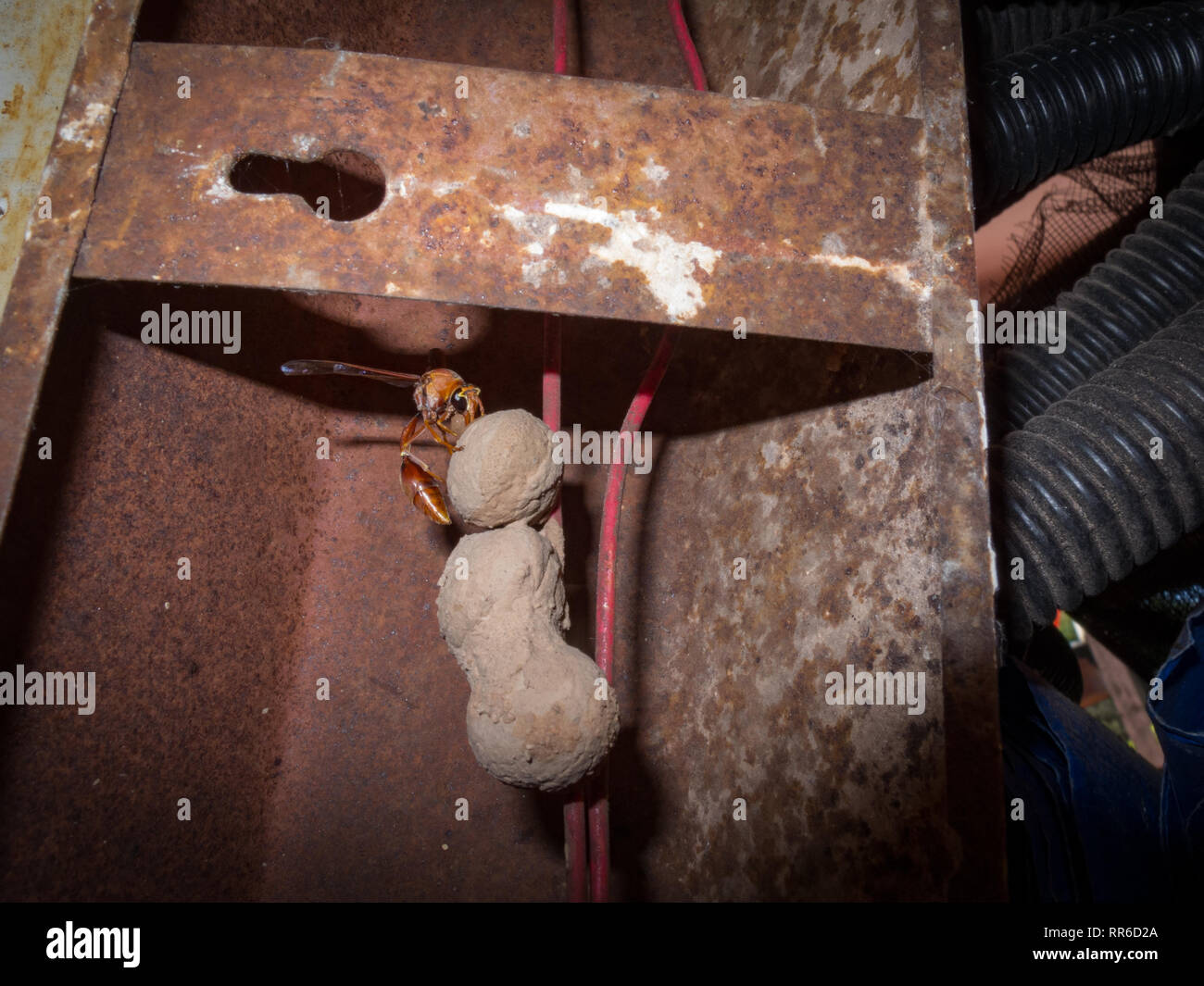 Potter wasp (Zeta argillaceum) makes mud potter-like nest attached to ...