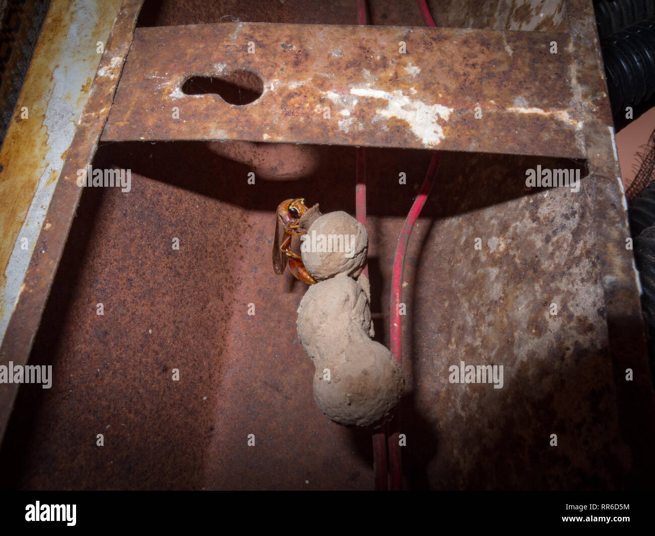 Potter wasp (Zeta argillaceum) makes mud potter-like nest attached to ...