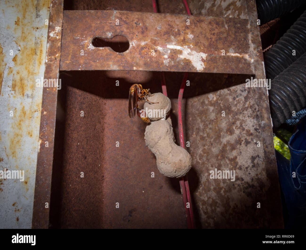 Avispas hi-res stock photography and images - Alamy