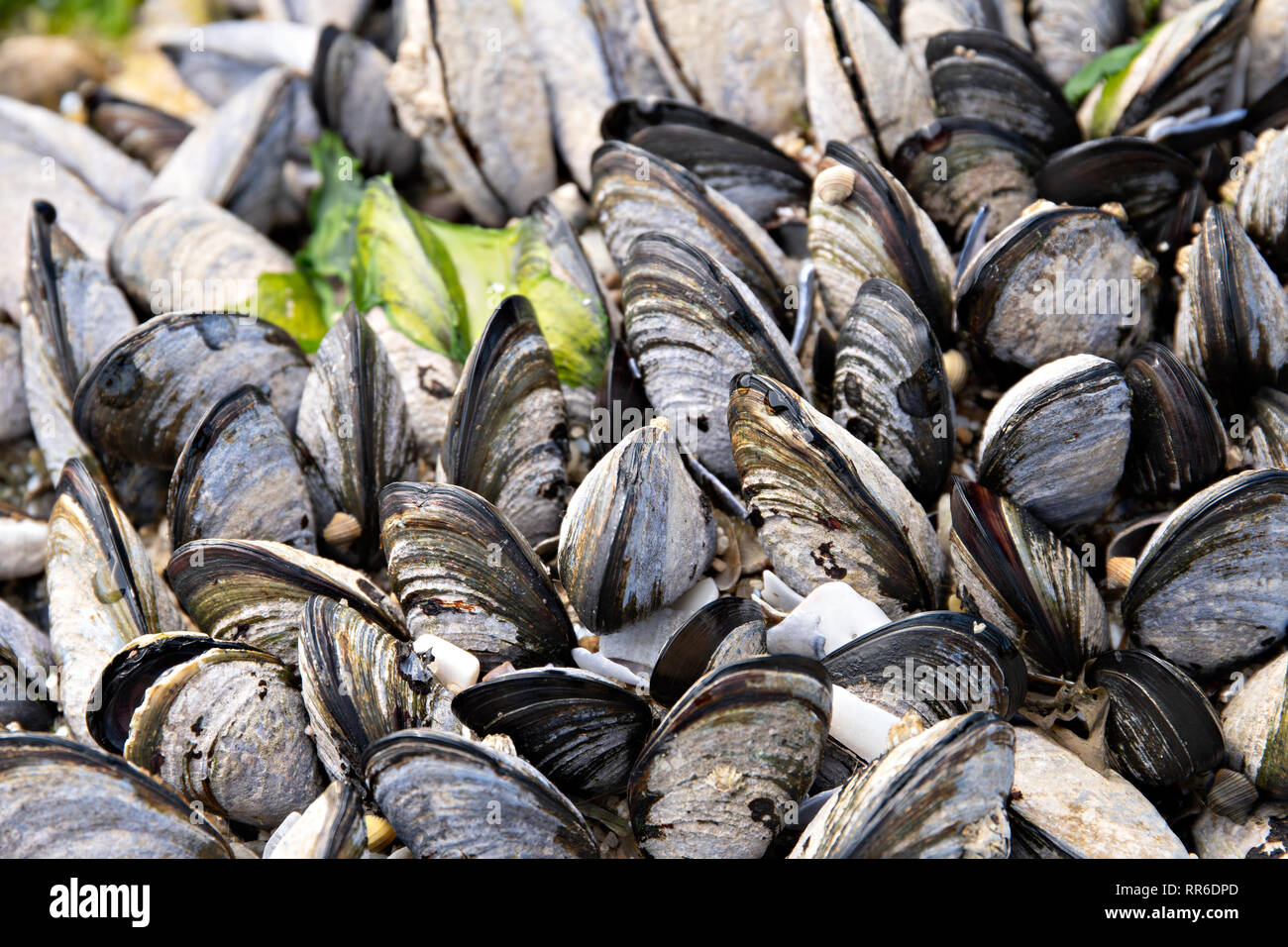Rias baixas seafood hi-res stock photography and images - Alamy