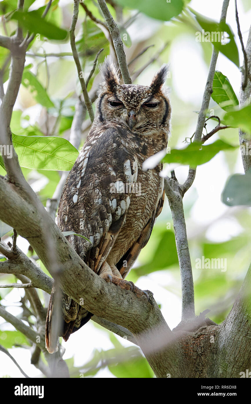 Greyish eagle-owl in its natural habitat in The Gambia Stock Photo - Alamy