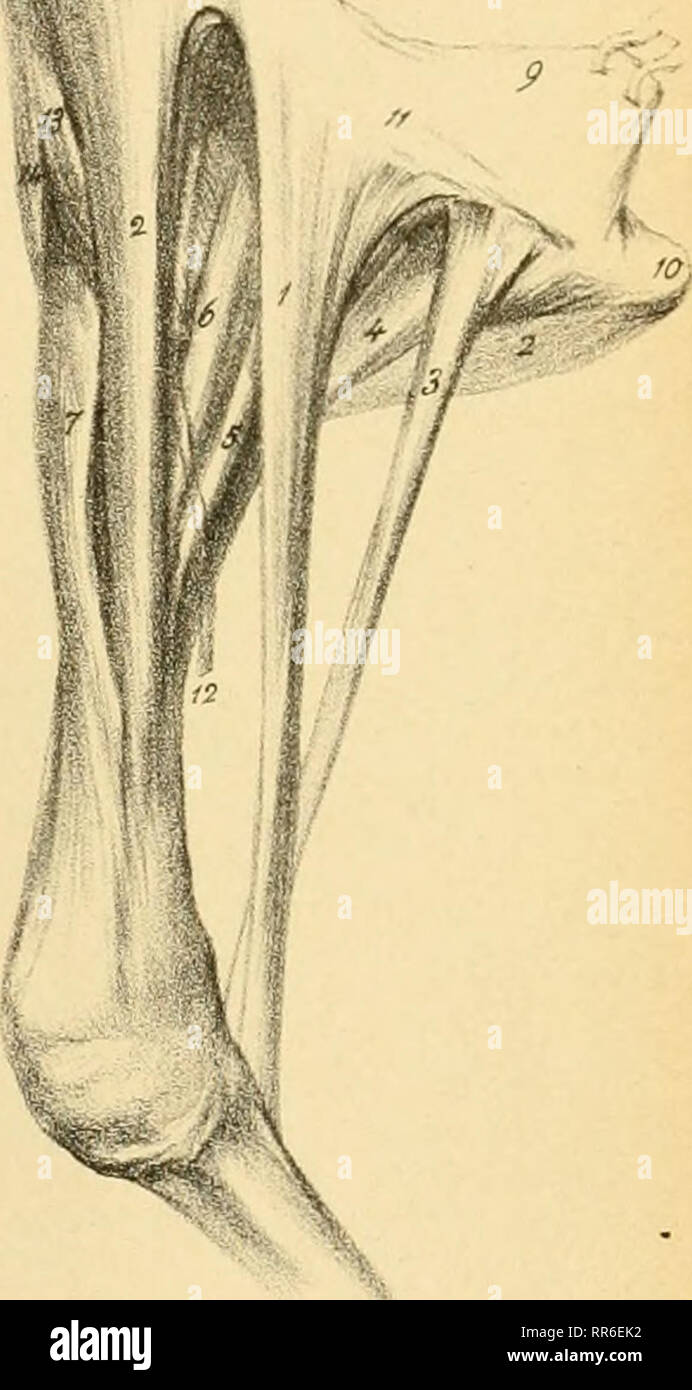 Ileopsoas hi-res stock photography and images - Alamy