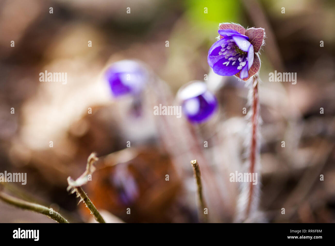 First fresh blue violets in the forest. Blue spring wildflowers ...