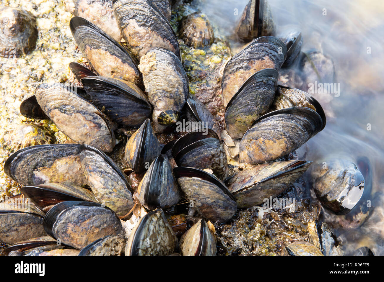 Sea waves hitting wild mussels on rock Stock Photo - Alamy
