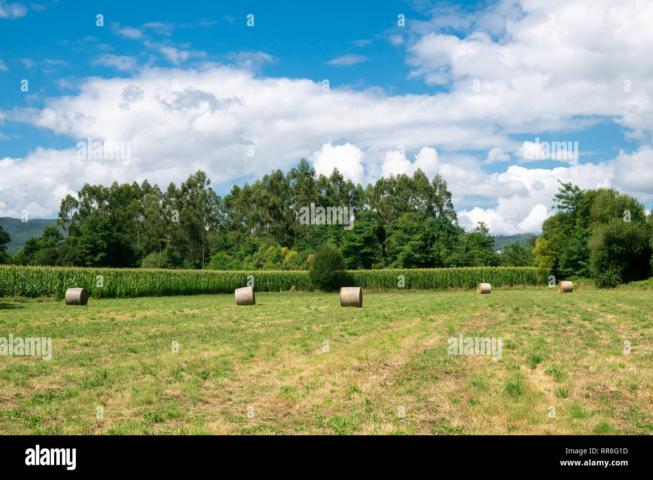 Farm field with corn, round bales of hay, trees and green grass on ...