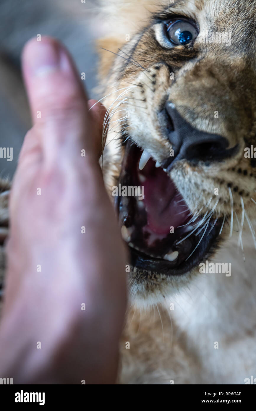close up of young baby lion bitting caucasian hand in Guatemalan zoo ...