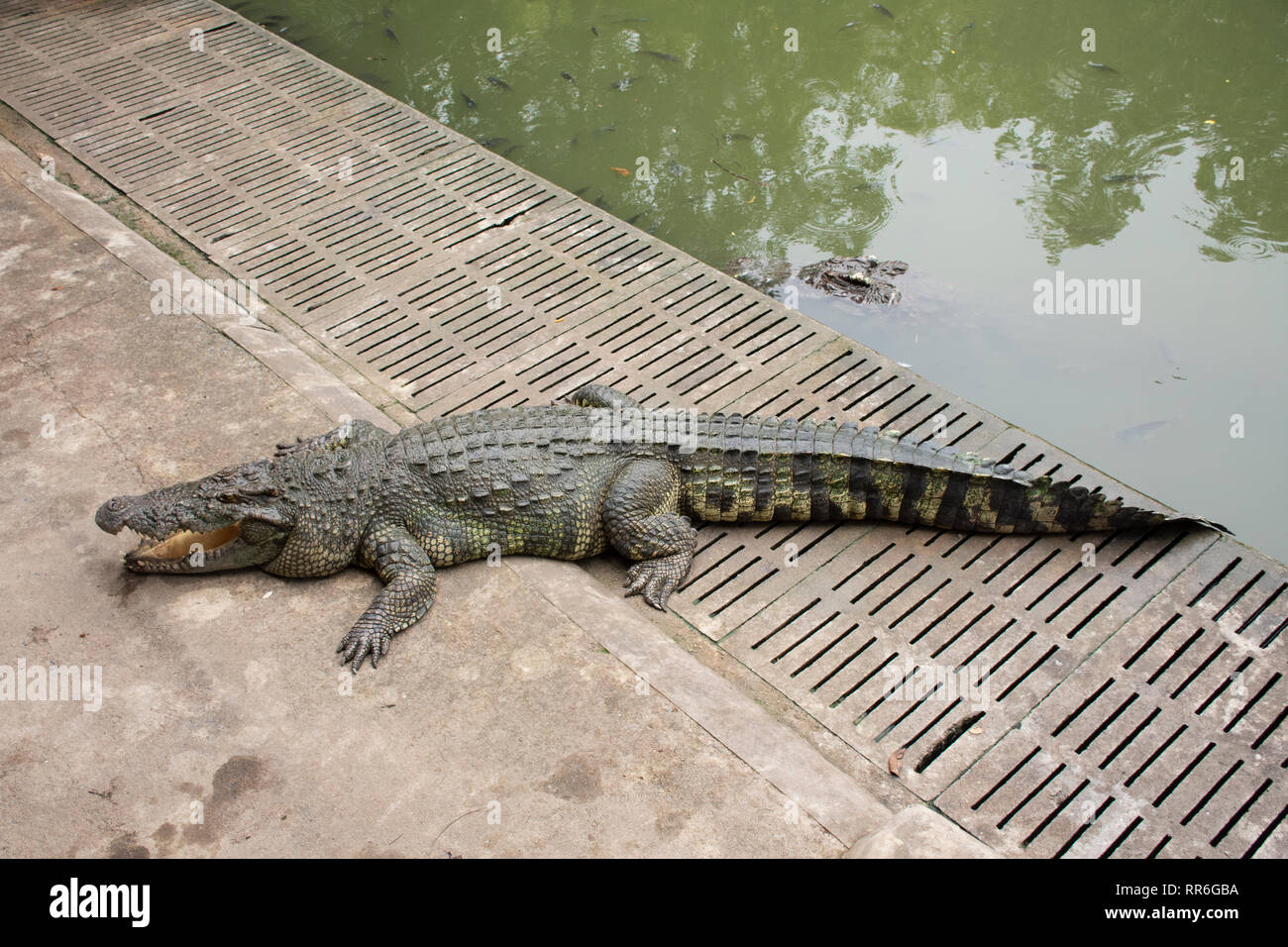 People Swimming With Crocodiles