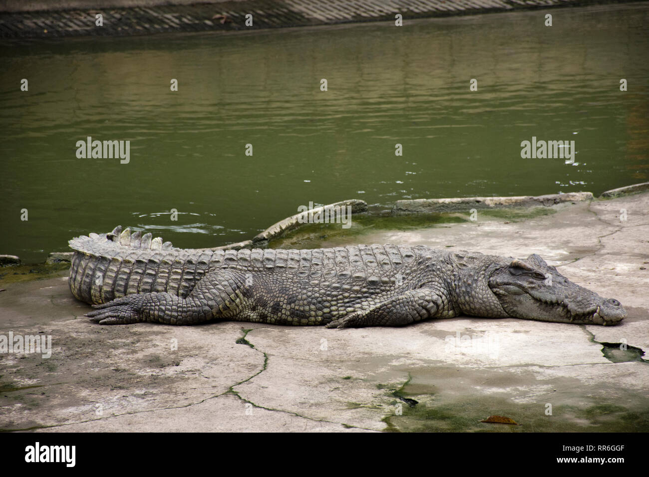 Afraid water swimming pool hi-res stock photography and images - Alamy