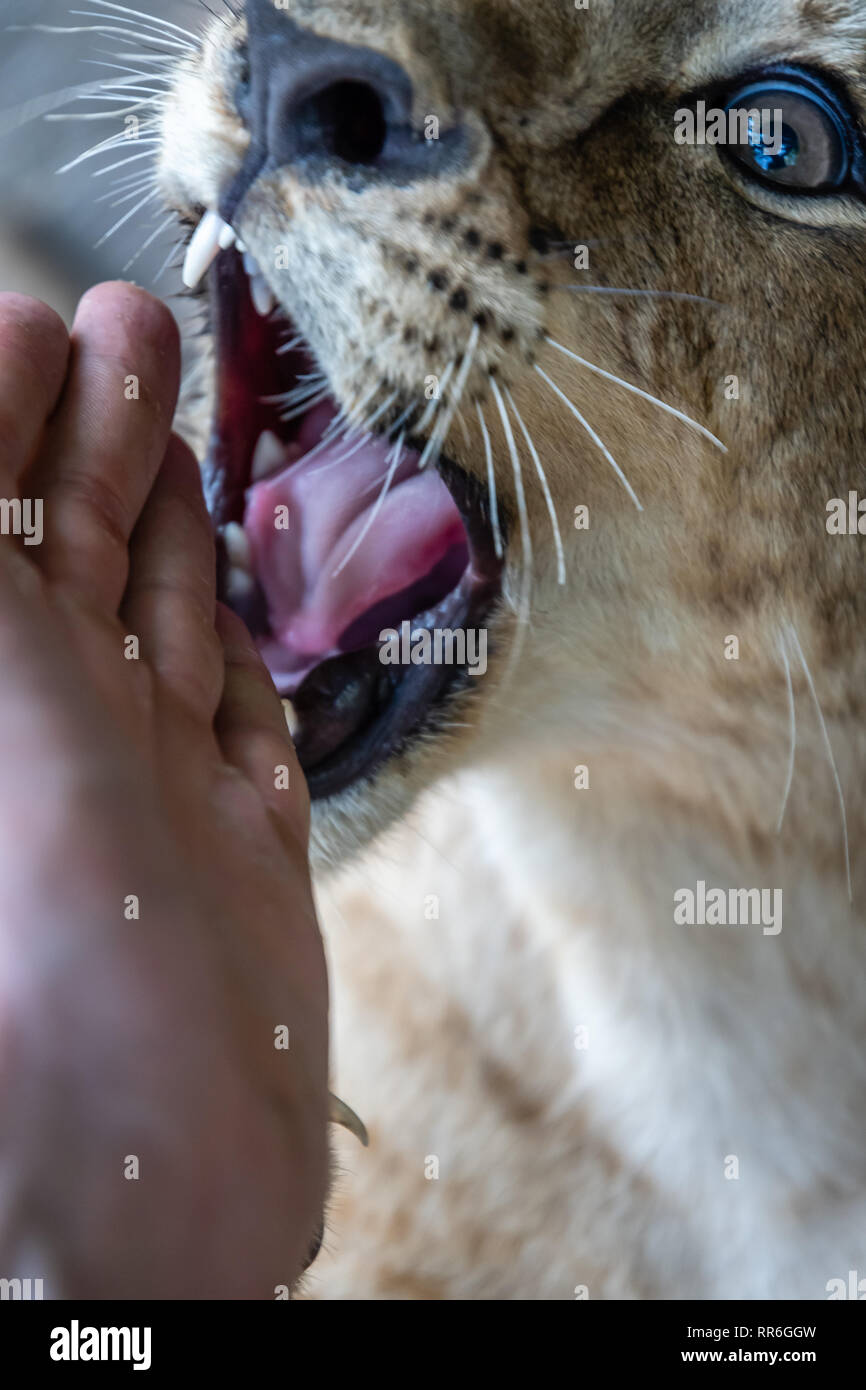 close up of young baby lion bitting caucasian hand in Guatemalan zoo ...