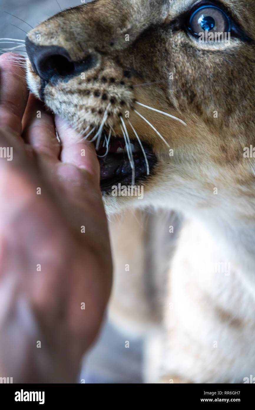 close up of young baby lion bitting caucasian hand in Guatemalan zoo ...