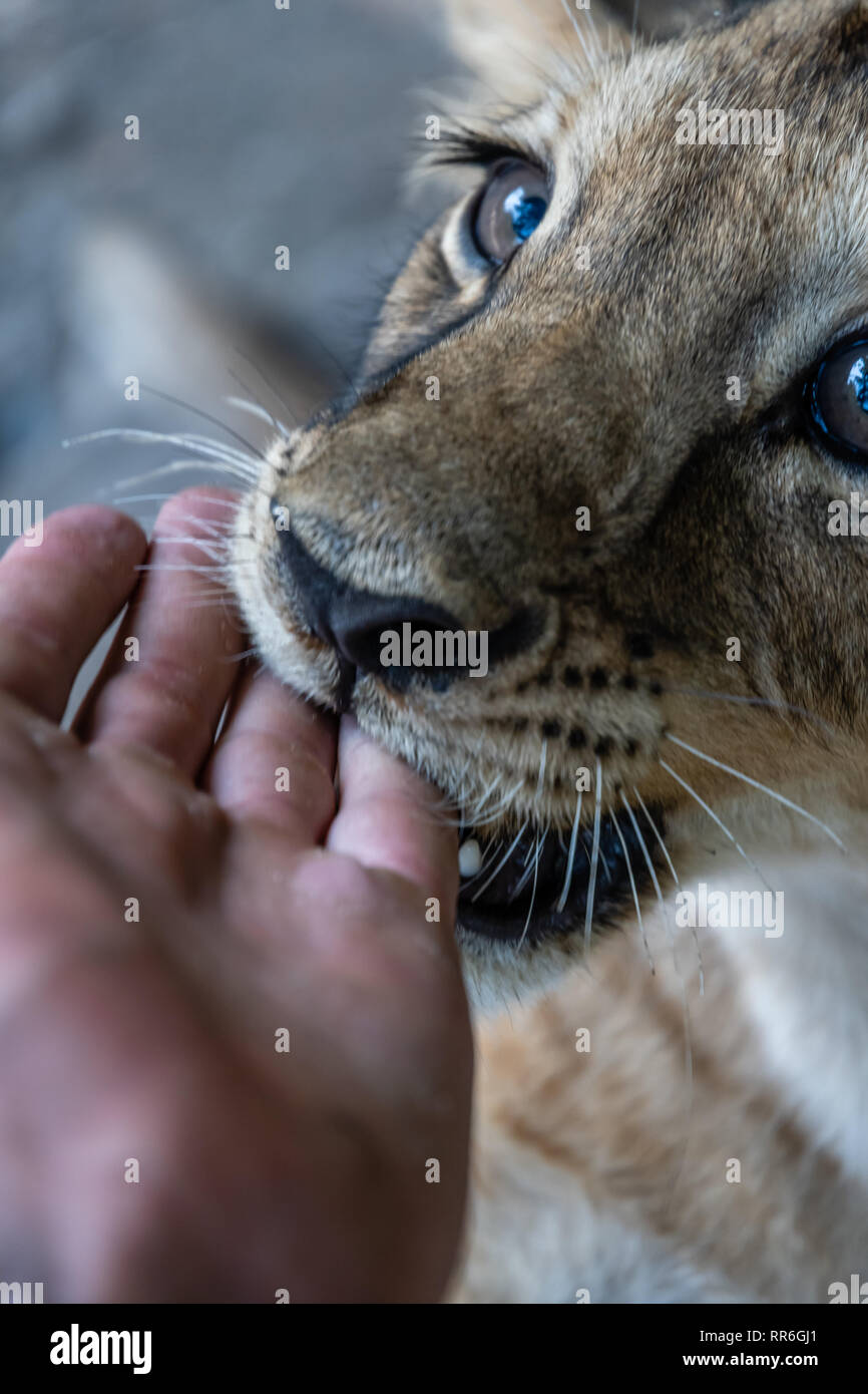 close up of young baby lion bitting caucasian hand in Guatemalan zoo ...