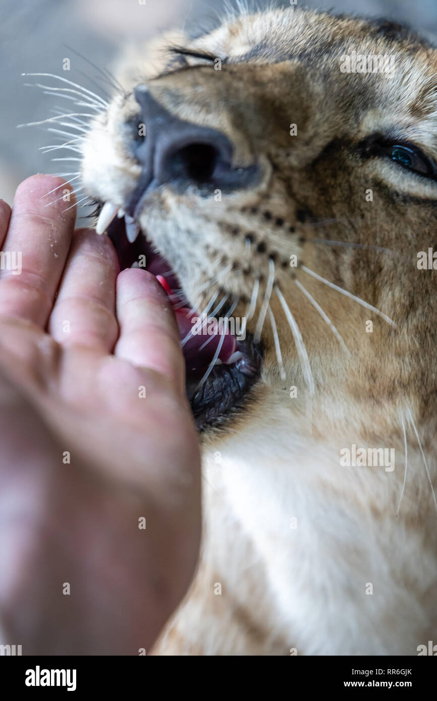 close up of young baby lion bitting caucasian hand in Guatemalan zoo ...