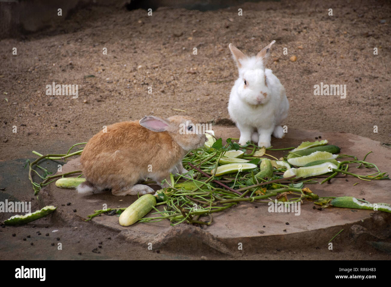 Rabbits relax and eat food in cage at animal farm in Saraburi, Thailand ...