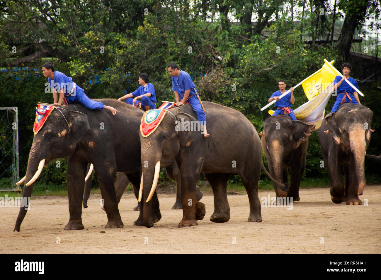 Elephant Theme Show for thai people and travelers foriegner looking at ...