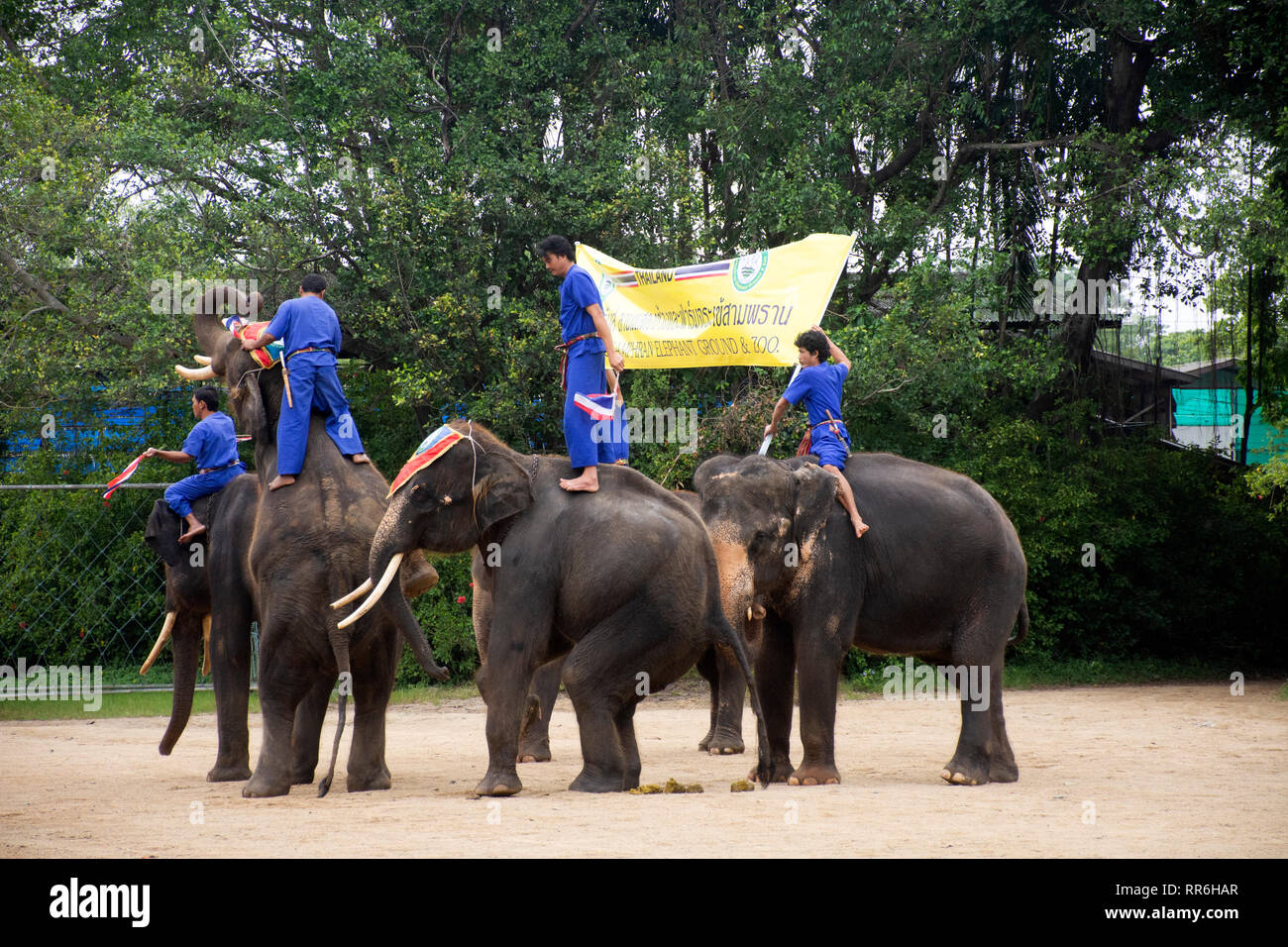 Elephant Theme Show for thai people and travelers foriegner looking at ...