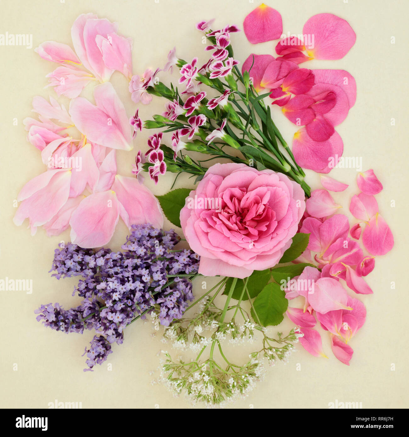 Lavender rose hi-res stock photography and images - Alamy