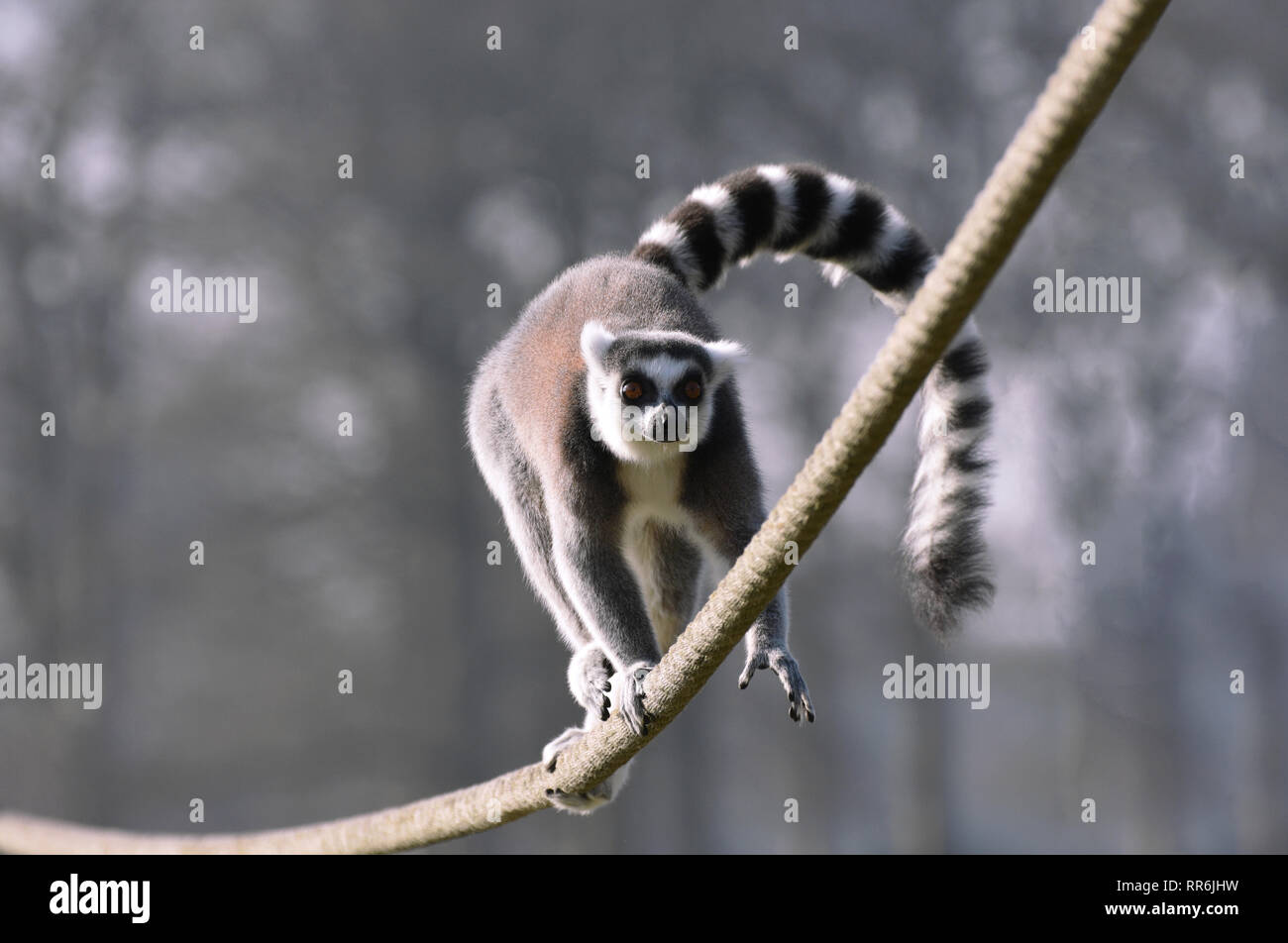 Ring Tailed Lemur in Action Running Along a Rope On all Fours Stock ...