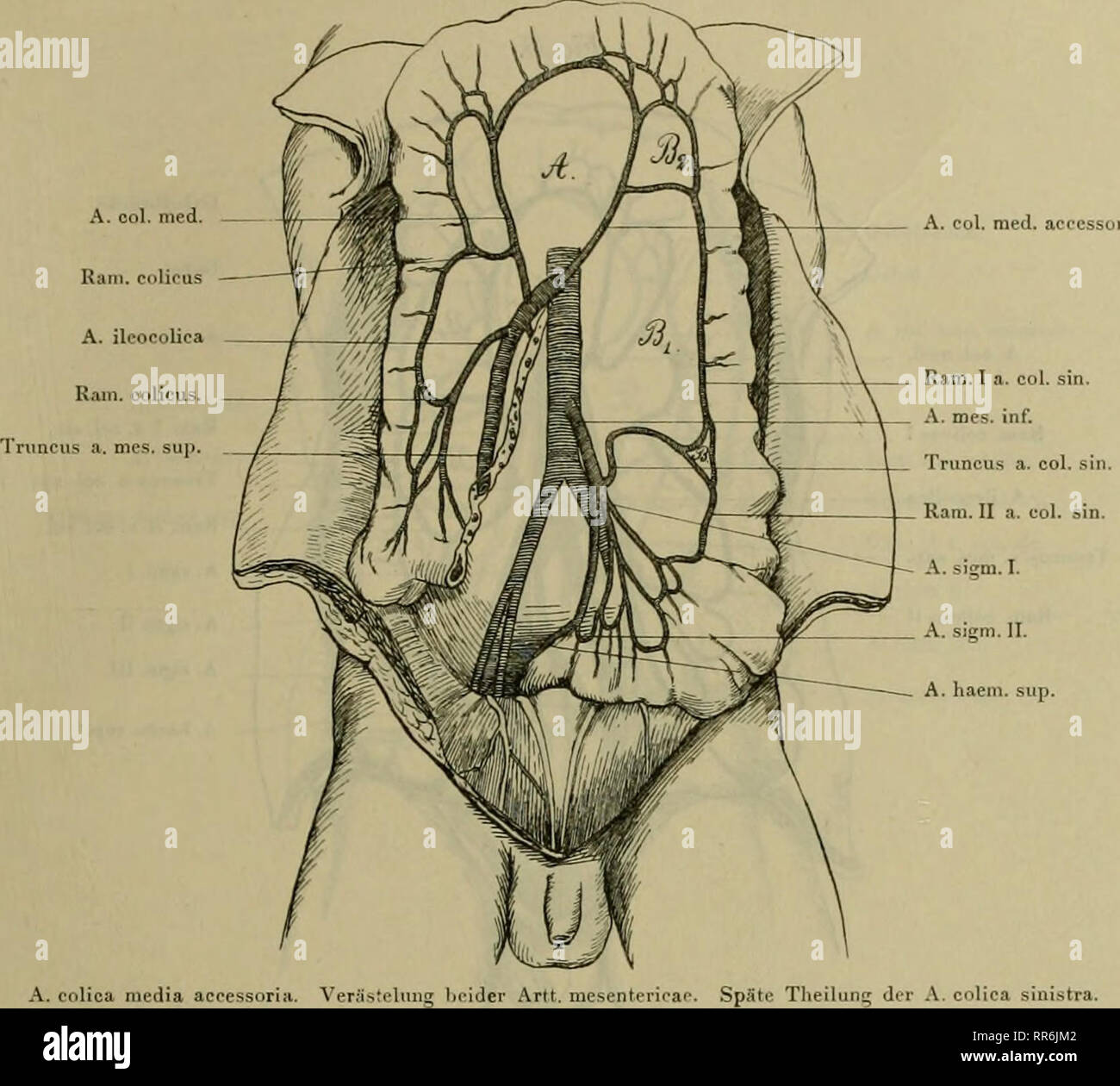 Intestinum tenue hi-res stock photography and images - Alamy