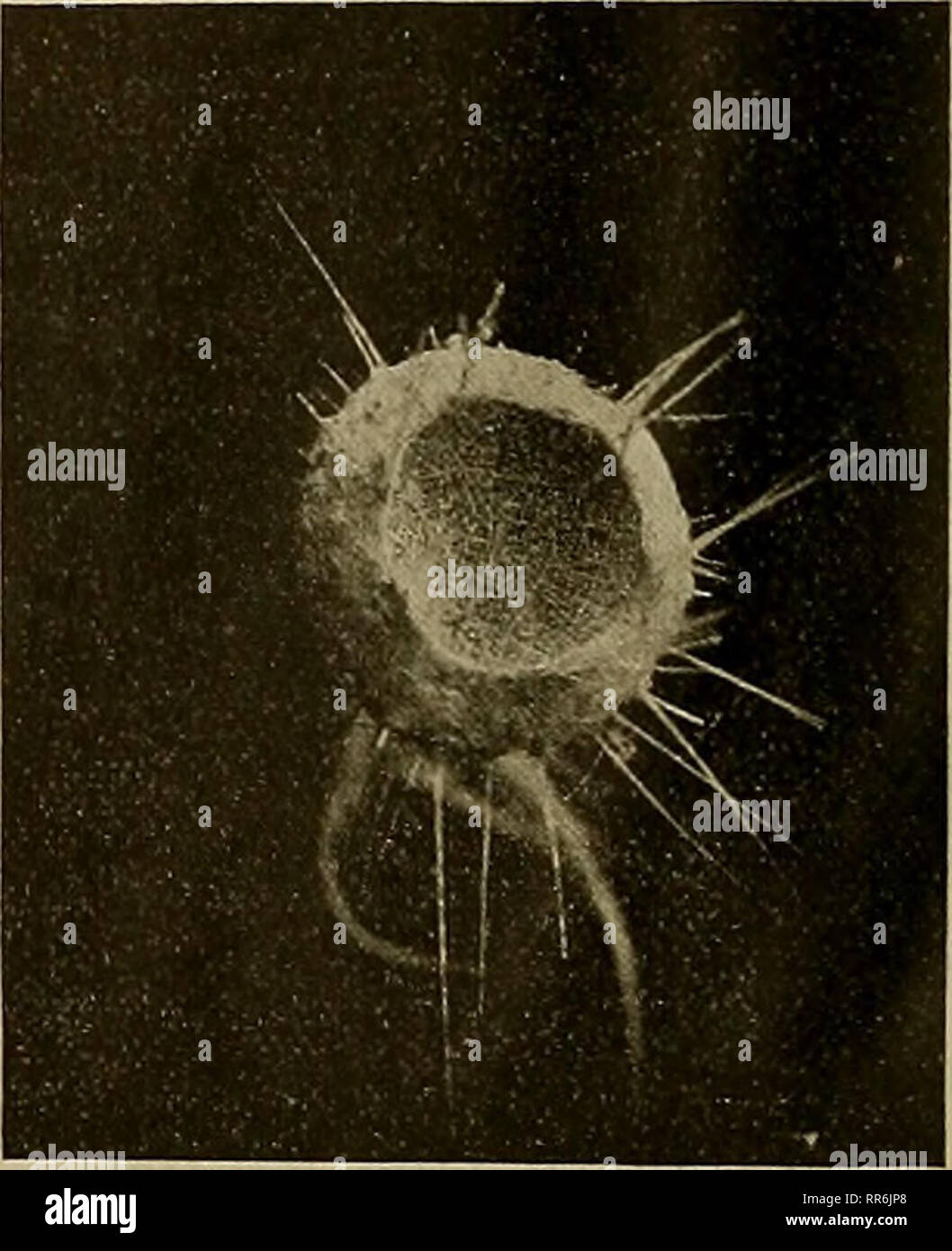 Pheronema hi-res stock photography and images - Alamy