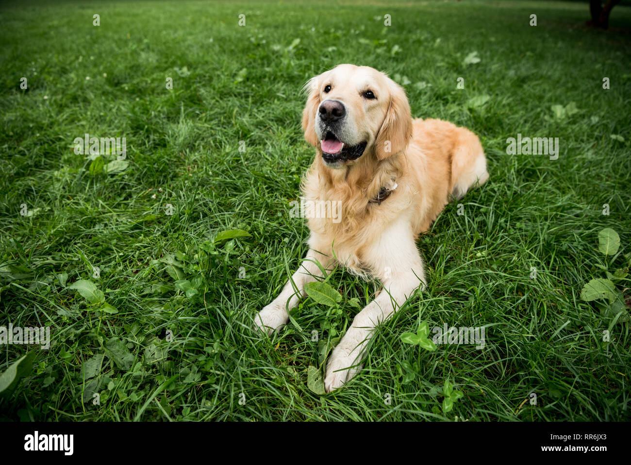 Funny golden retriever hi-res stock photography and images - Alamy