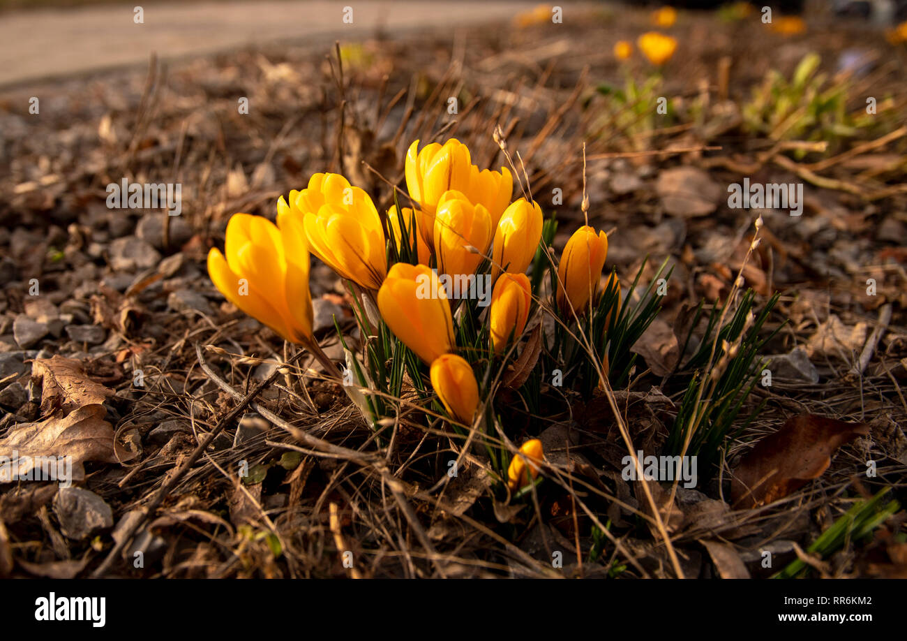 orange crocuses in spring life breaks through the earth Stock Photo - Alamy