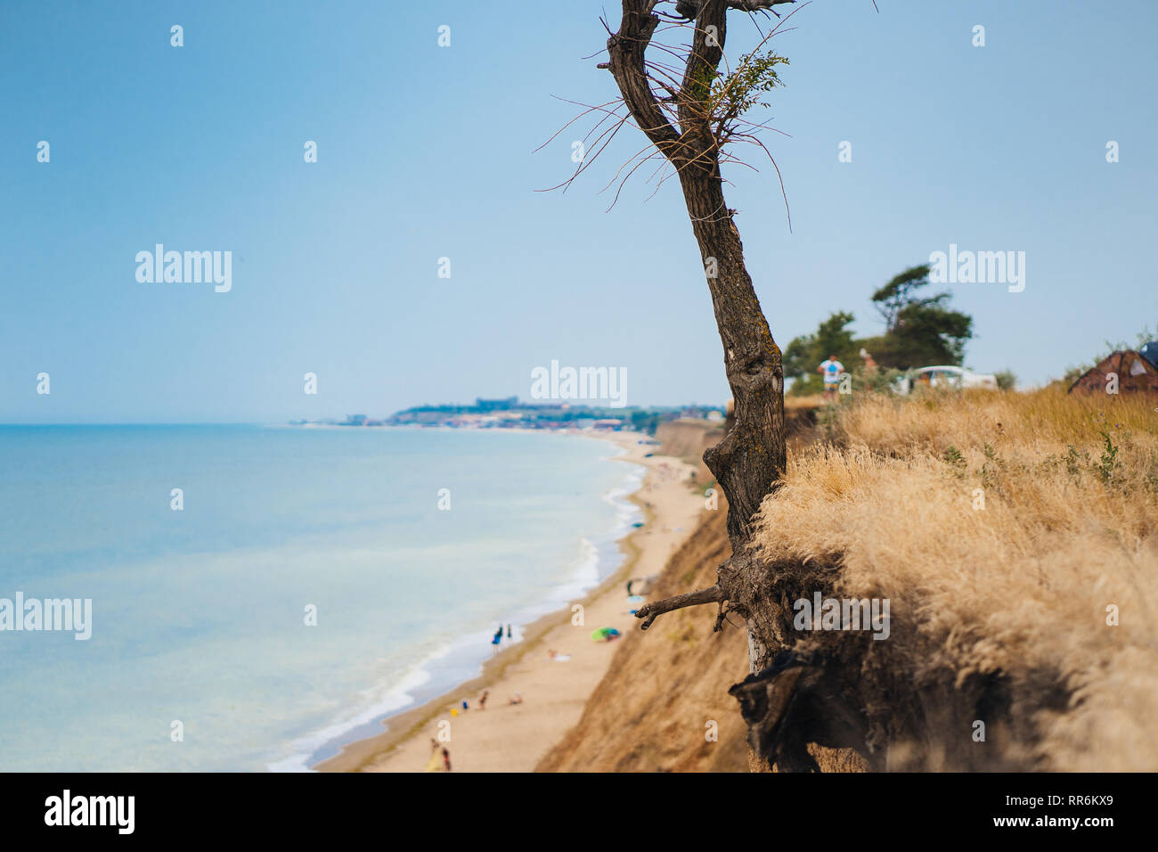tree on a cliff above the ocean Stock Photo - Alamy