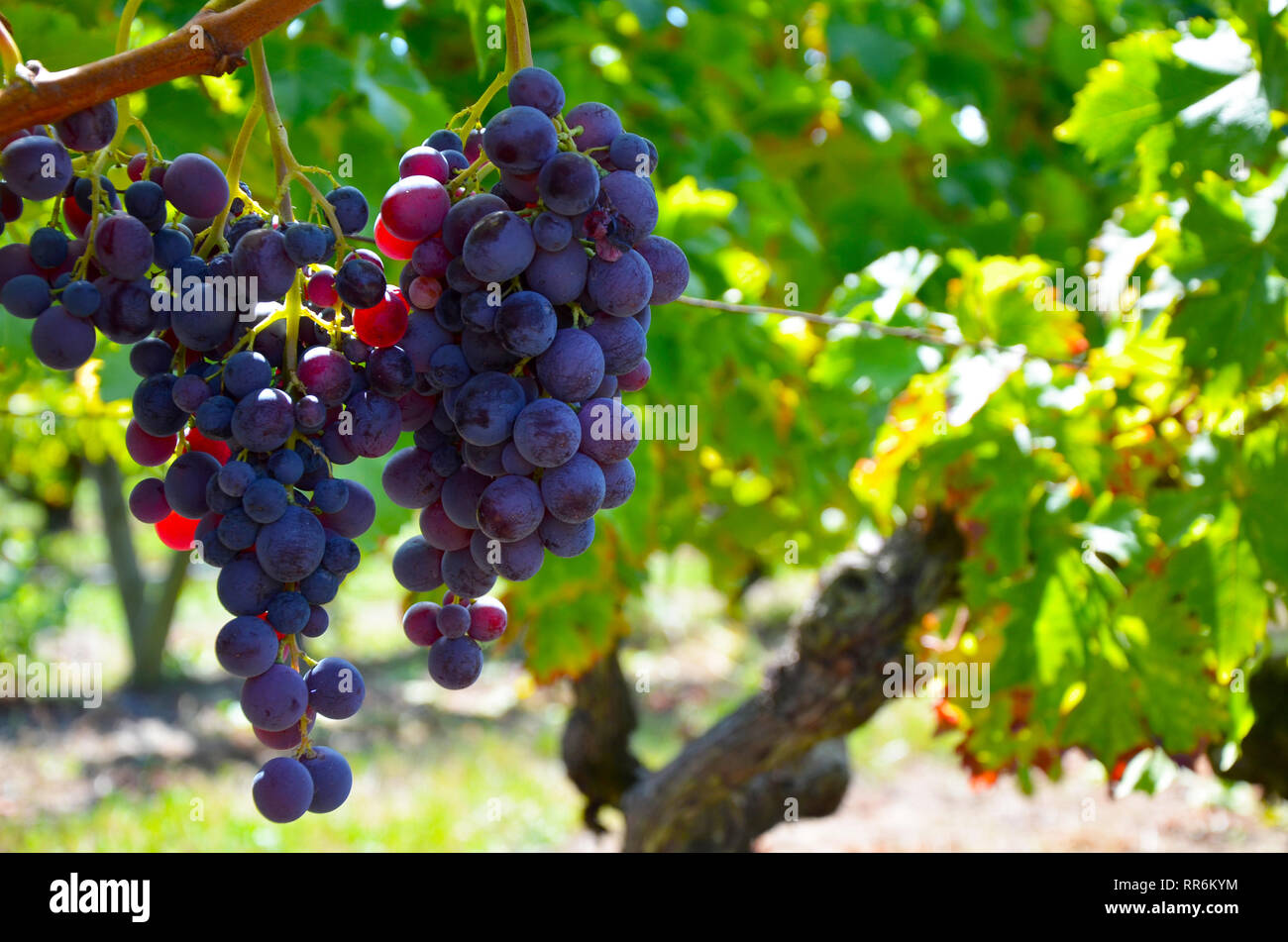 Spain red grapes hi-res stock photography and images - Alamy