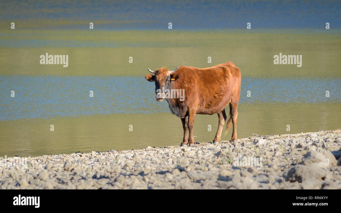 Just a cow standing and looking at you Stock Photo - Alamy