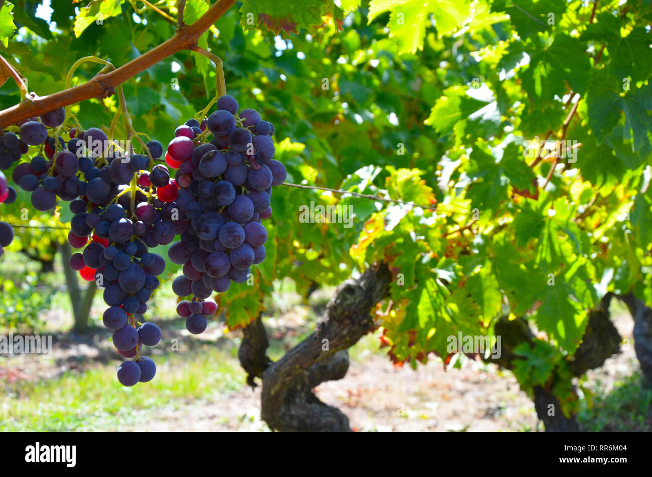 Saint emilion wine harvest hi-res stock photography and images - Alamy