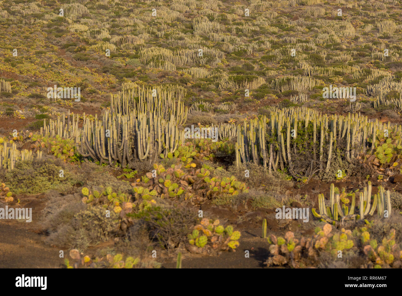 Desolate arid vegetation growing on vulcanic soil Stock Photo - Alamy
