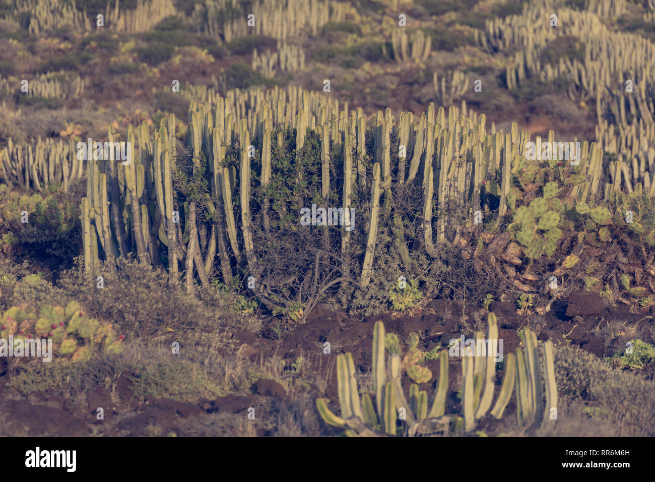 Desolate arid vegetation growing on vulcanic soil Stock Photo - Alamy