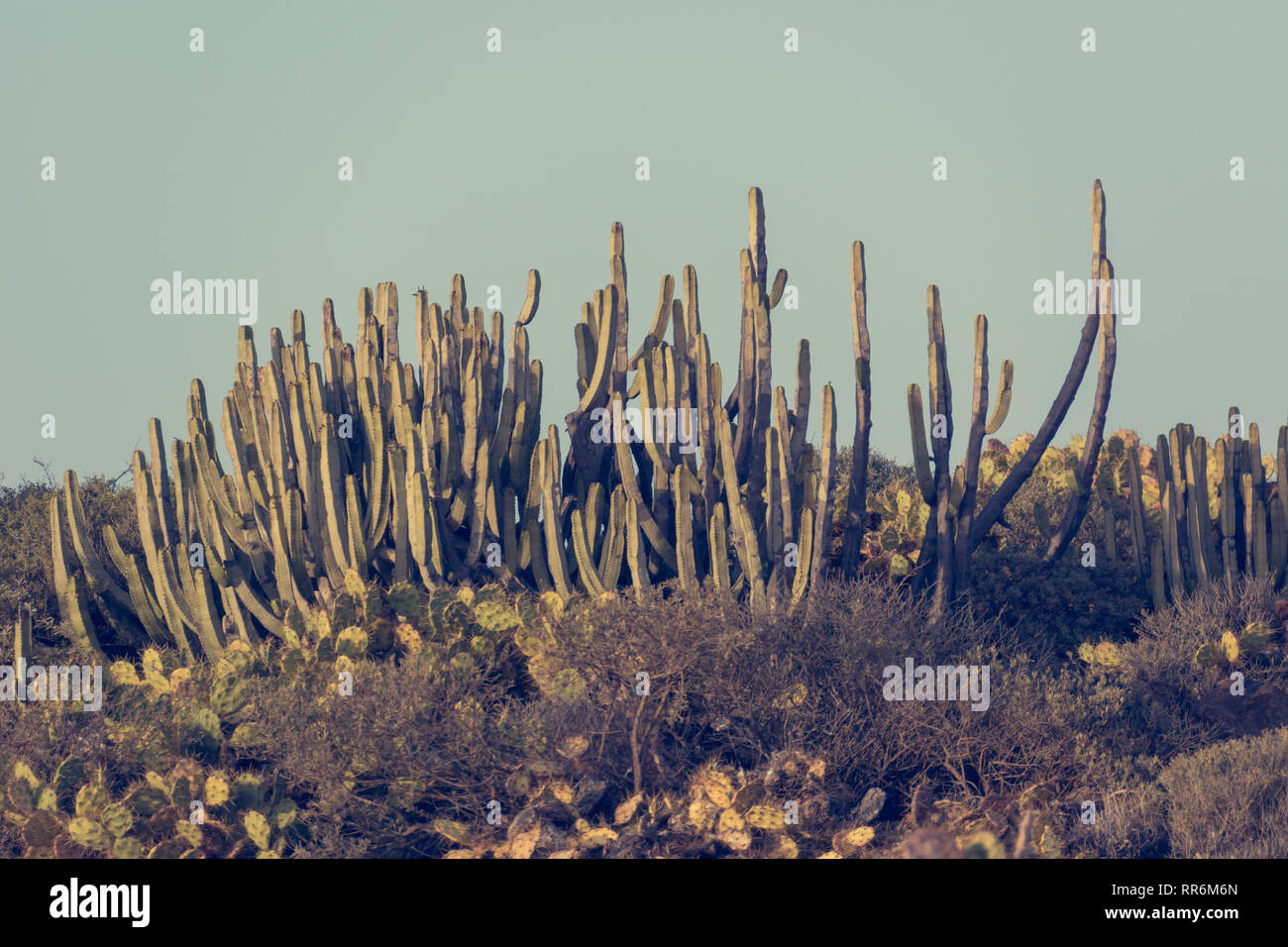 Desolate arid vegetation growing on vulcanic soil Stock Photo - Alamy