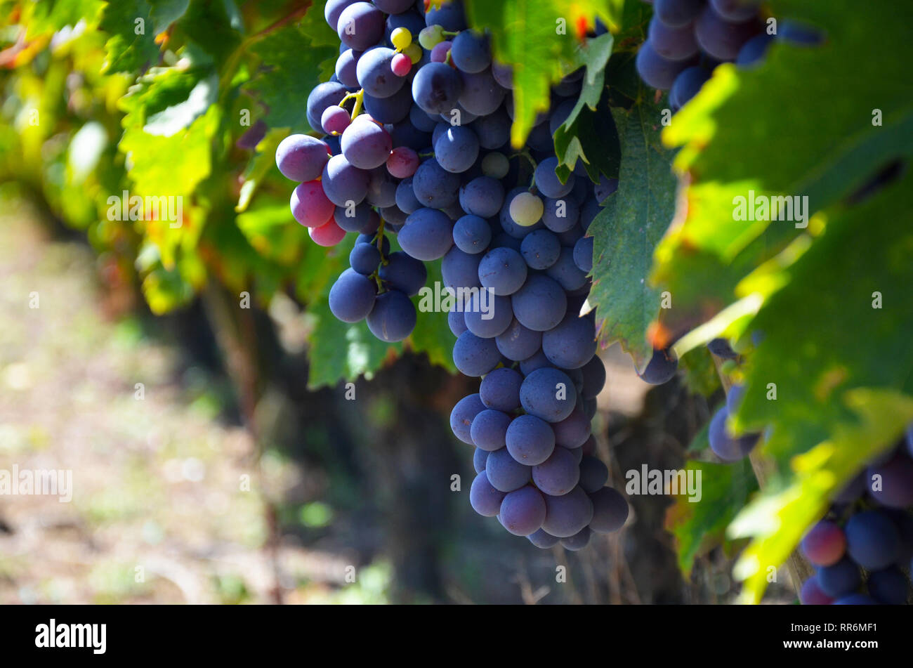 Cluster of grapes hi-res stock photography and images - Alamy