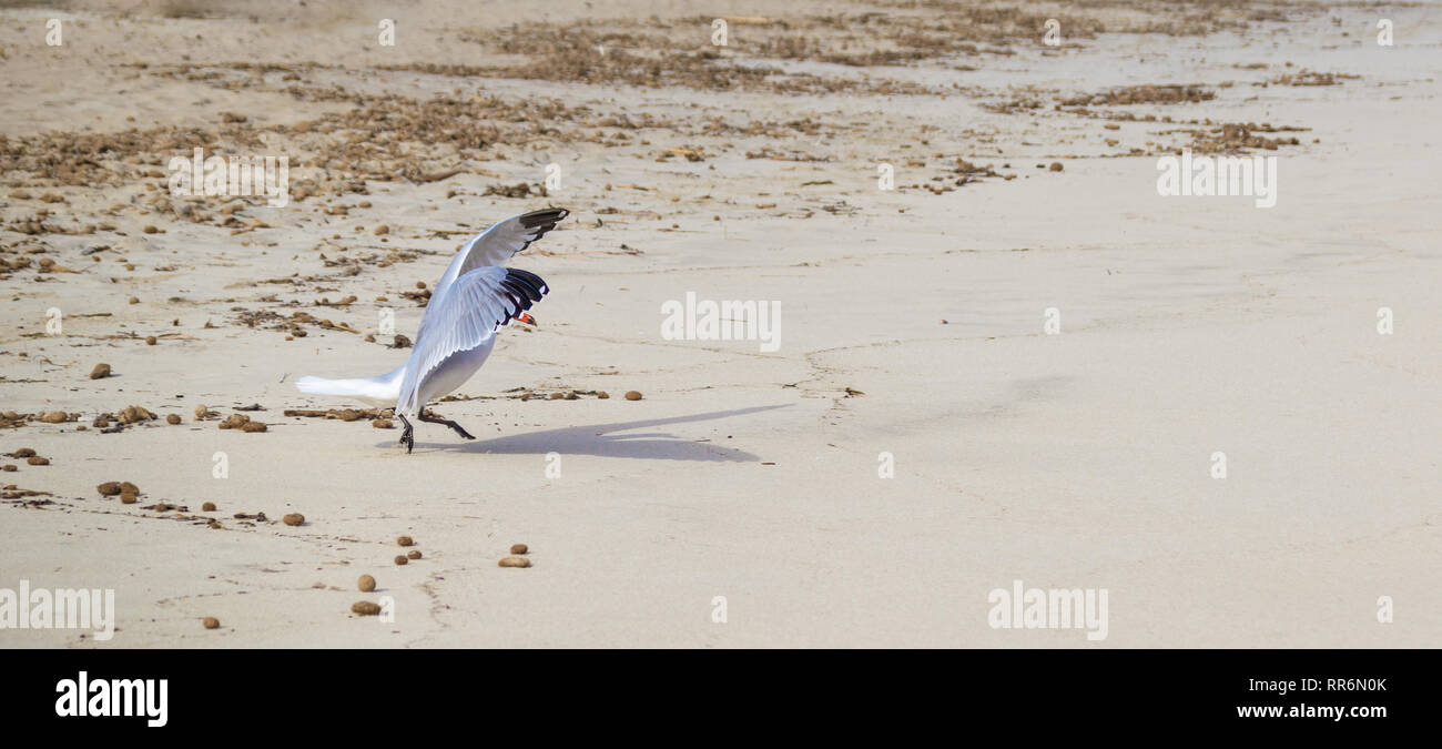 A Spanish seagul Stock Photo - Alamy