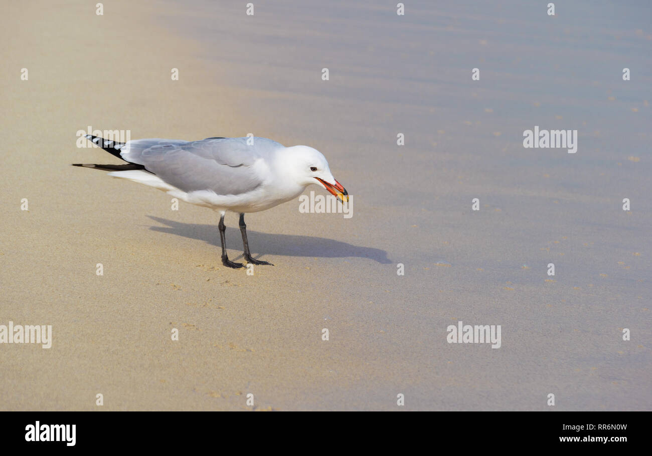 A spanish seagul Stock Photo - Alamy