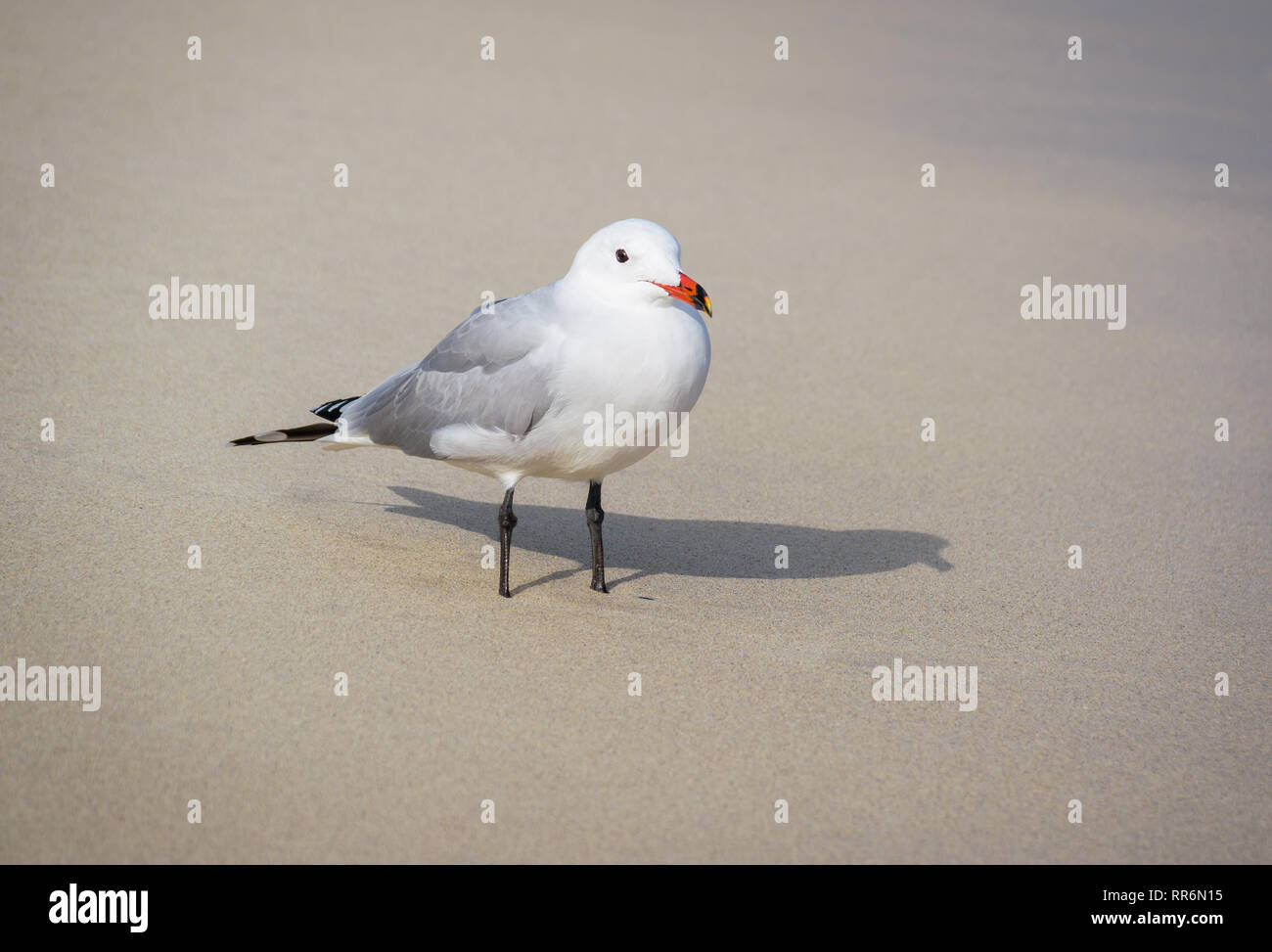 Spanish sea bird hi-res stock photography and images - Alamy