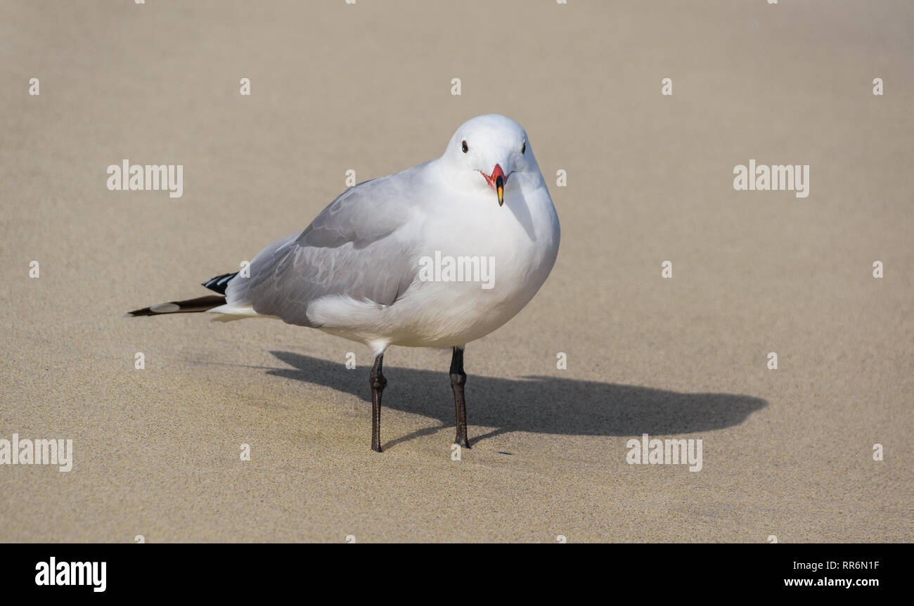 A spanish seagul Stock Photo - Alamy