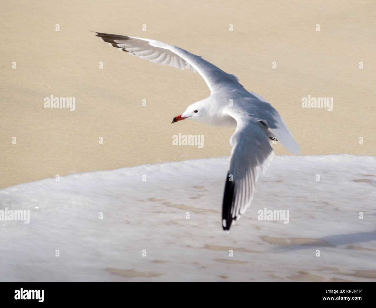 A Spanish seagul Stock Photo - Alamy