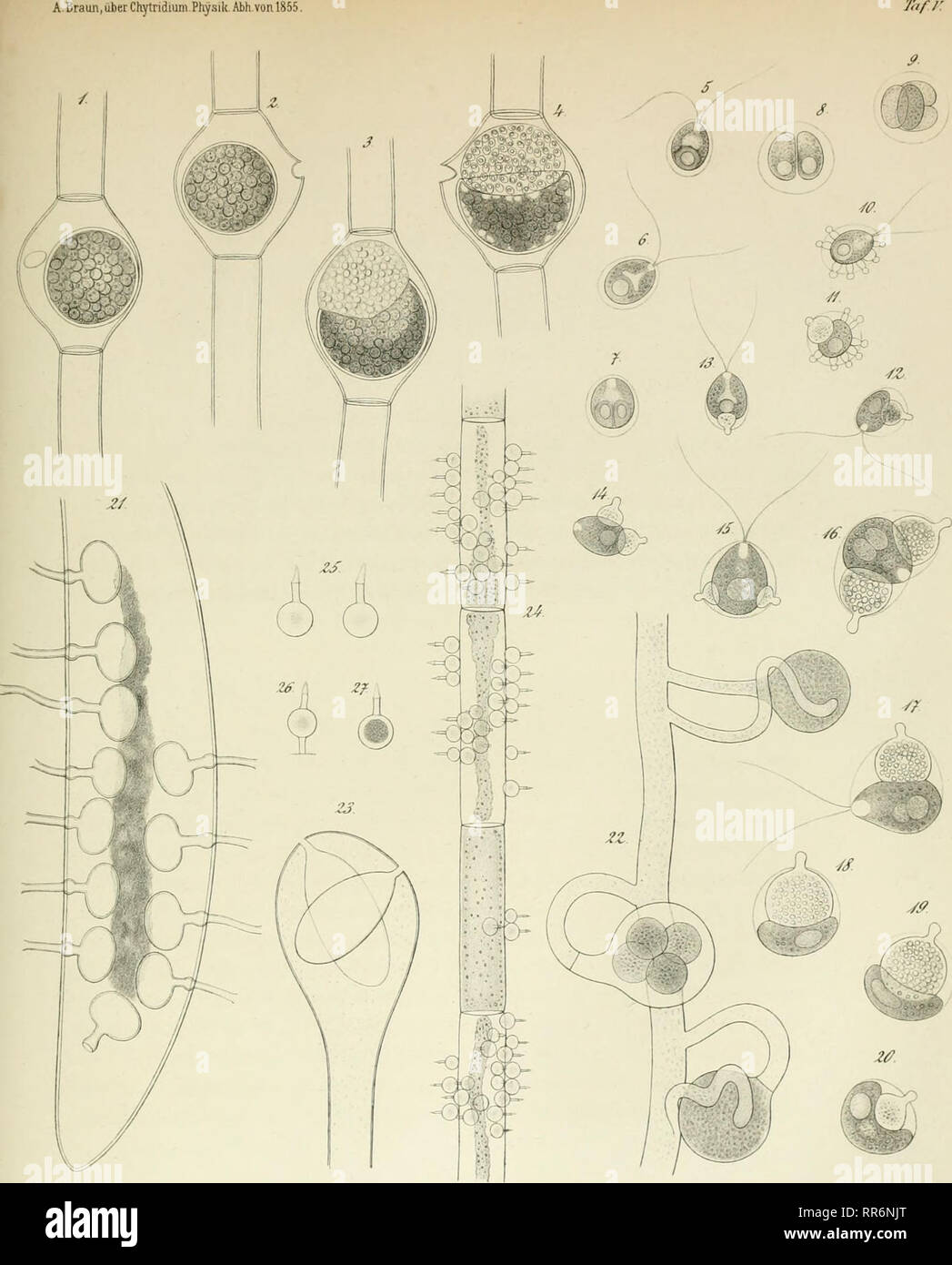 Saprolegnia ferax hi-res stock photography and images - Alamy