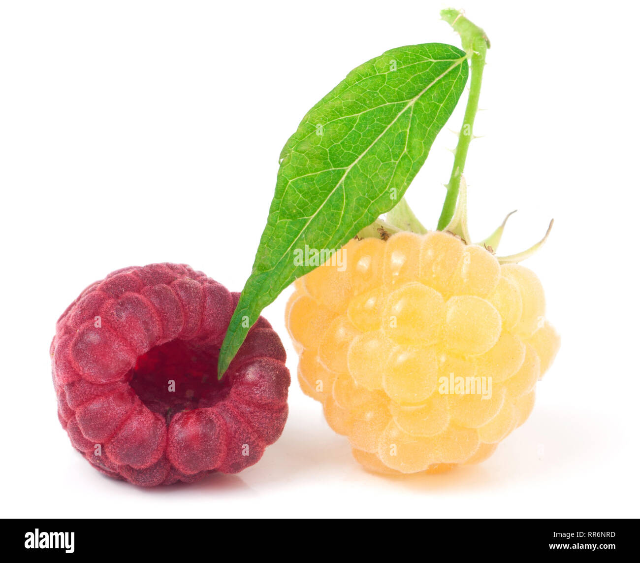 red and yellow raspberries with leaves on a white background Stock ...