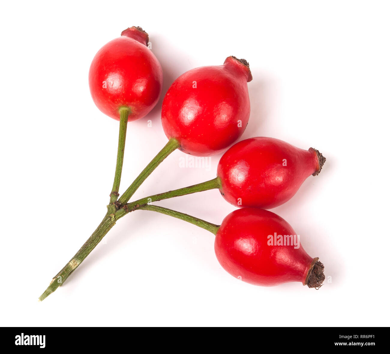 branch rosehip isolated on white background Stock Photo - Alamy