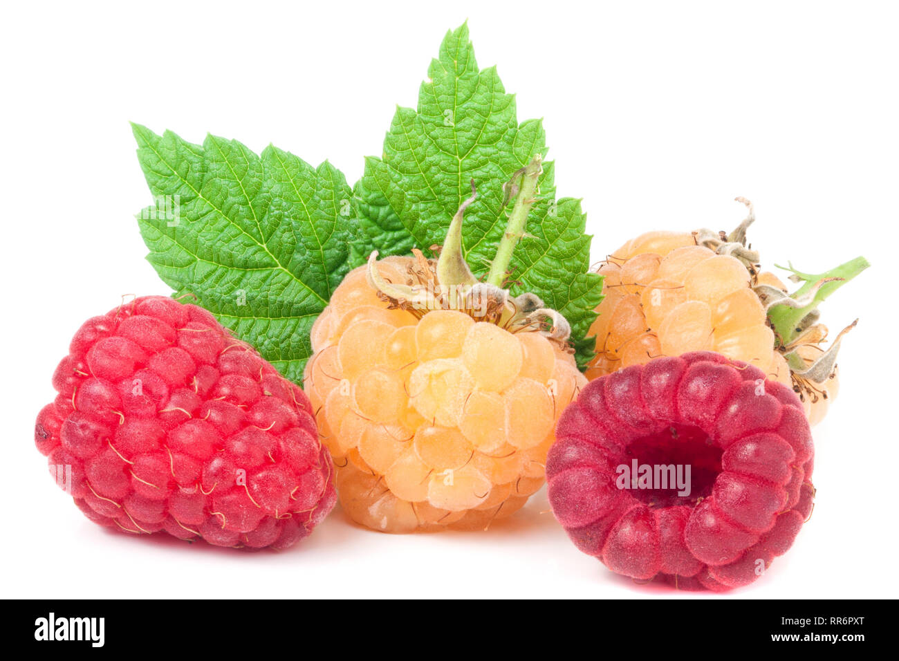 red and yellow raspberries with leaves on a white background Stock ...