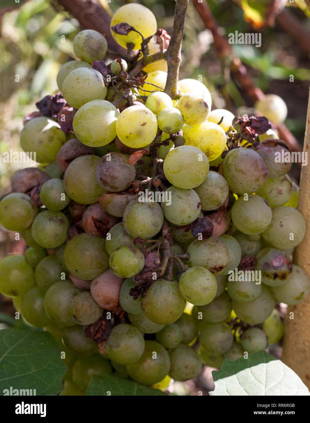 bunch of overripe rotting white grape closeup Stock Photo - Alamy