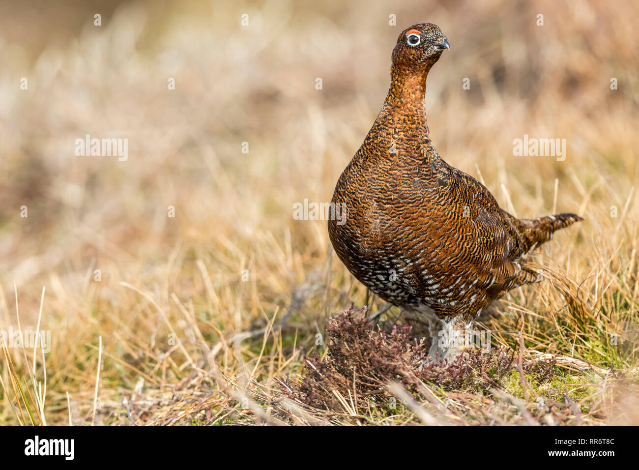 Red Grouse, (Lagopus lagopus) male or cock bird, with red eyebrow ...