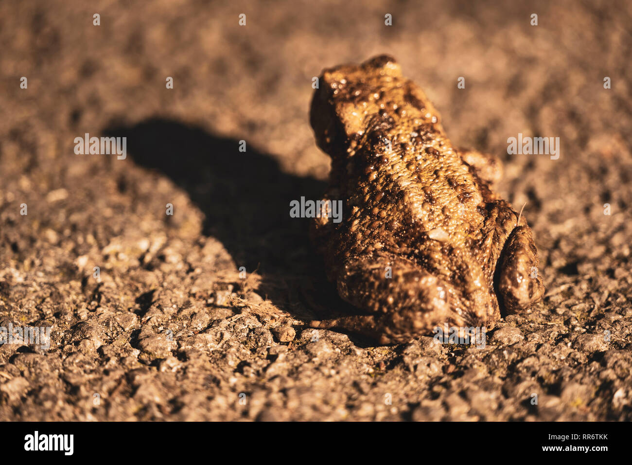 Scared frog hi-res stock photography and images - Alamy