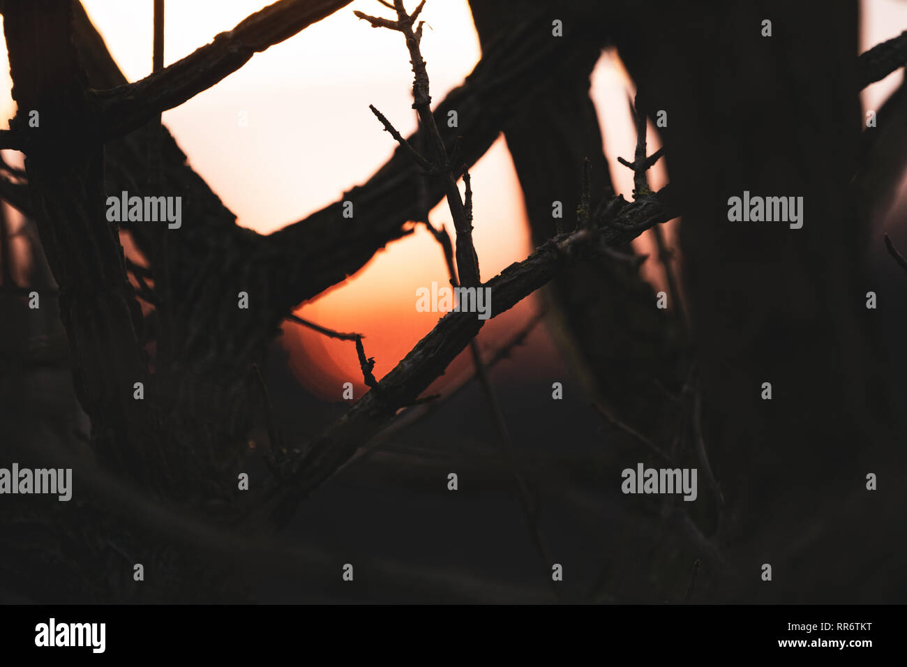 Sunset through the trees Stock Photo - Alamy