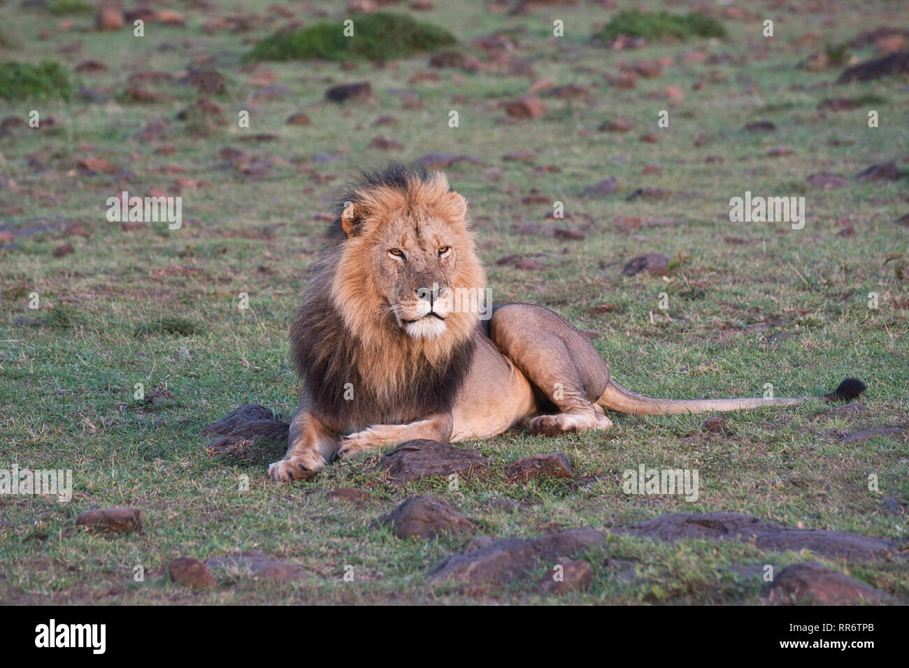 Adult male lion hi-res stock photography and images - Alamy